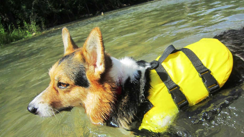 No Rest for the Herding Dog – Whit's Wilderness