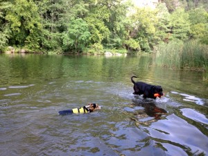 Corgis Swimming (Yes It’s Possible!) – Whit's Wilderness