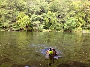 Corgis Swimming (Yes It’s Possible!) – Whit's Wilderness