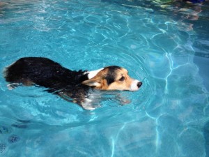 Corgis Swimming (Yes It’s Possible!) – Whit's Wilderness