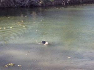Corgis Swimming (Yes It’s Possible!) – Whit's Wilderness