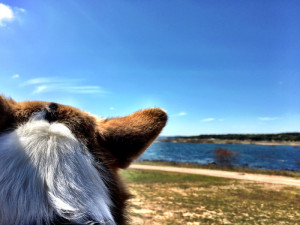 9 Things to Love about Pace Bend Park on Lake Travis – Whit's Wilderness