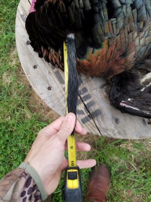 Turkey Hunting Basics You Need to Know – Whit's Wilderness
