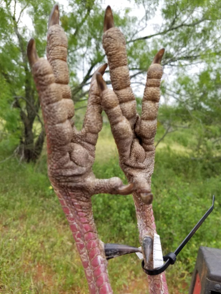 Turkey Hunting Basics You Need to Know – Whit's Wilderness